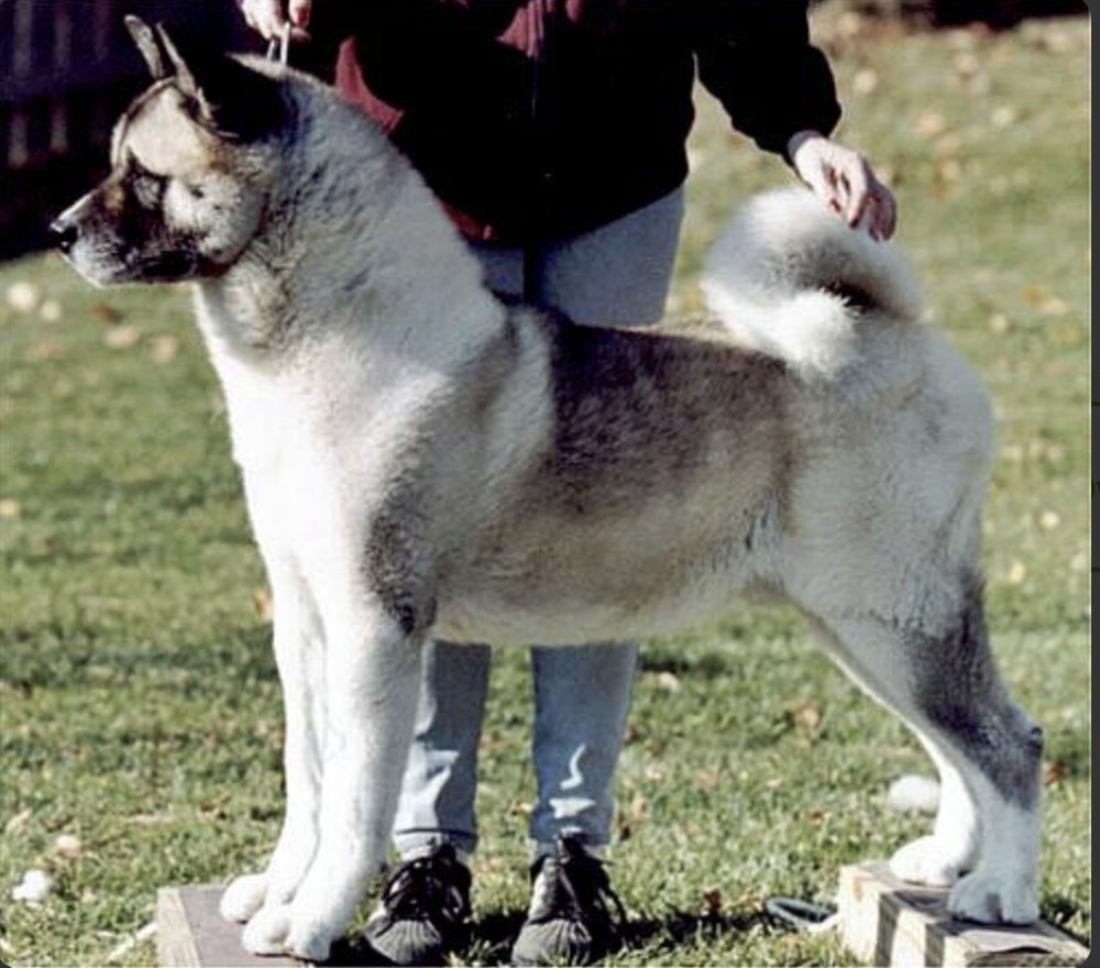 Midnite Life Is Sweet Pedigree