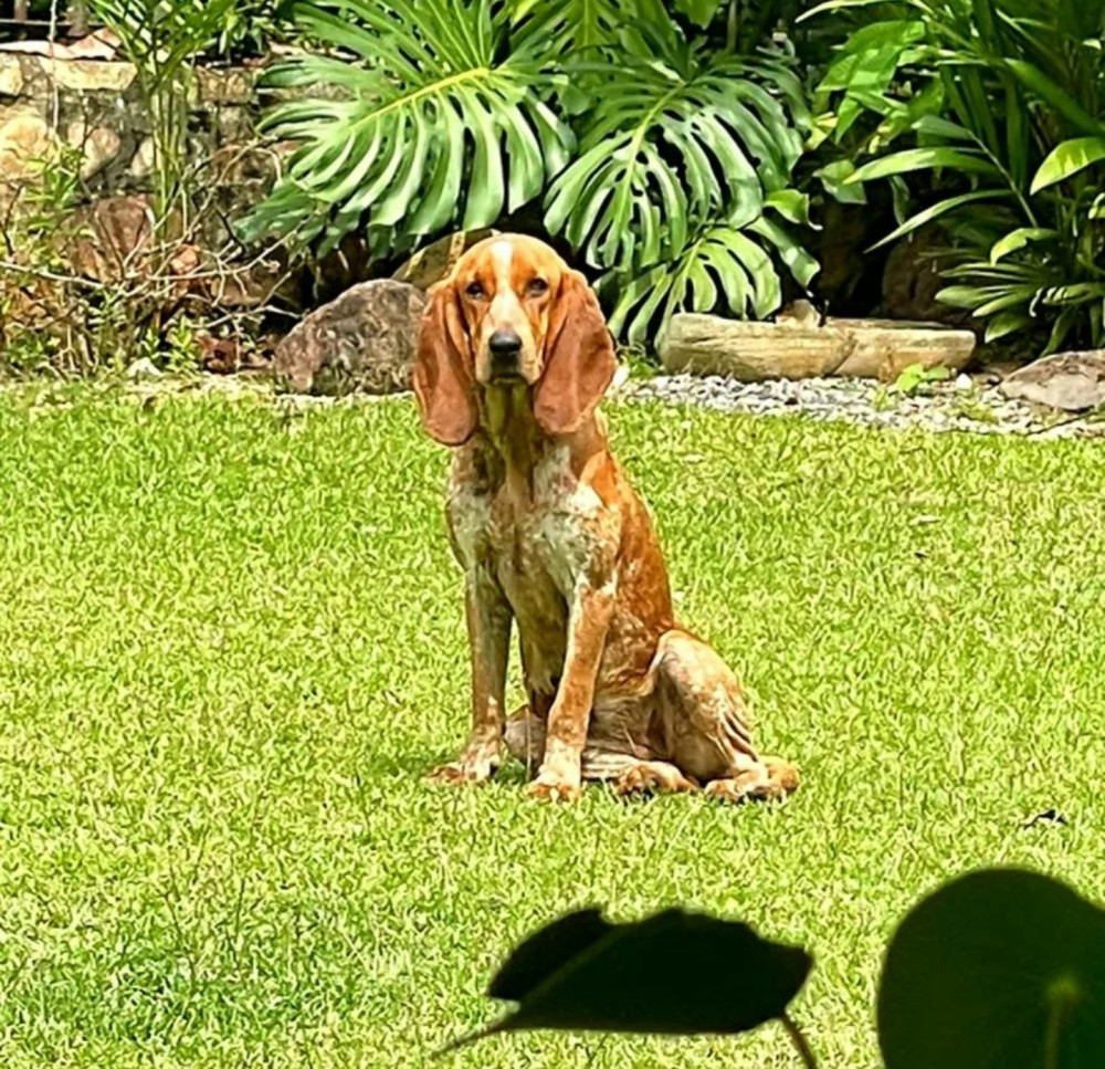 Mancha del Rastro Criollo Pedigree