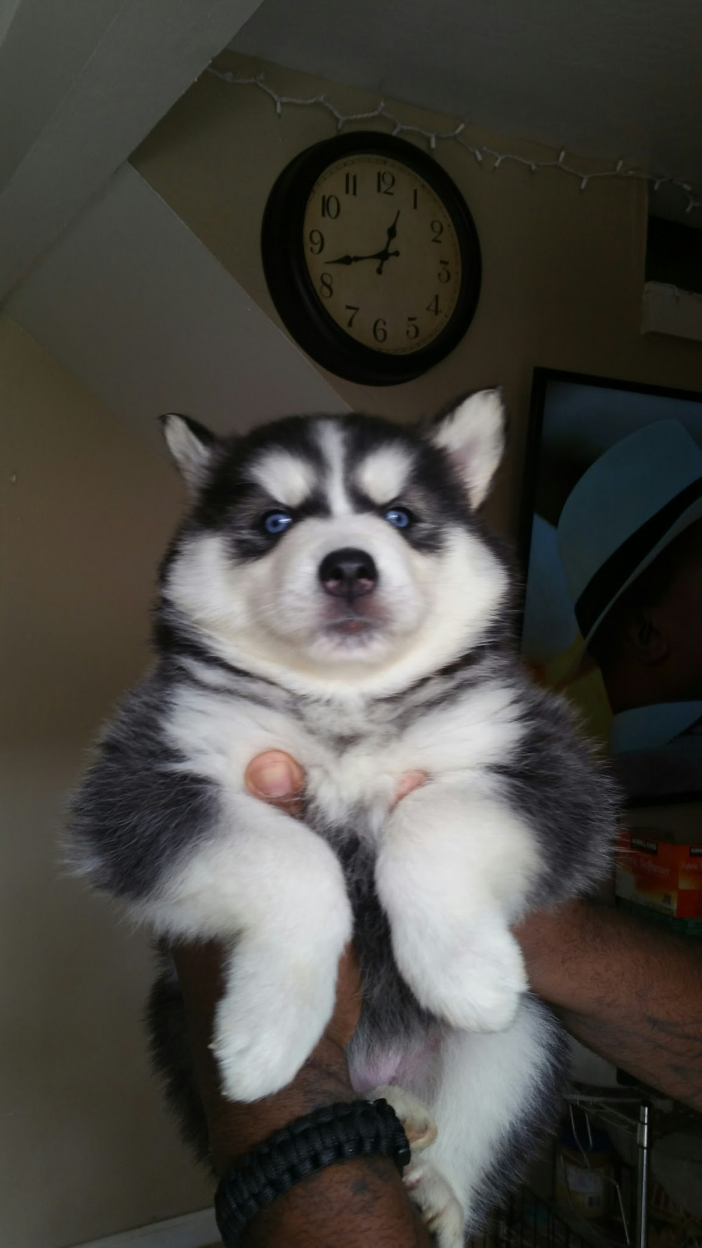 Siberian Husky Pedigree