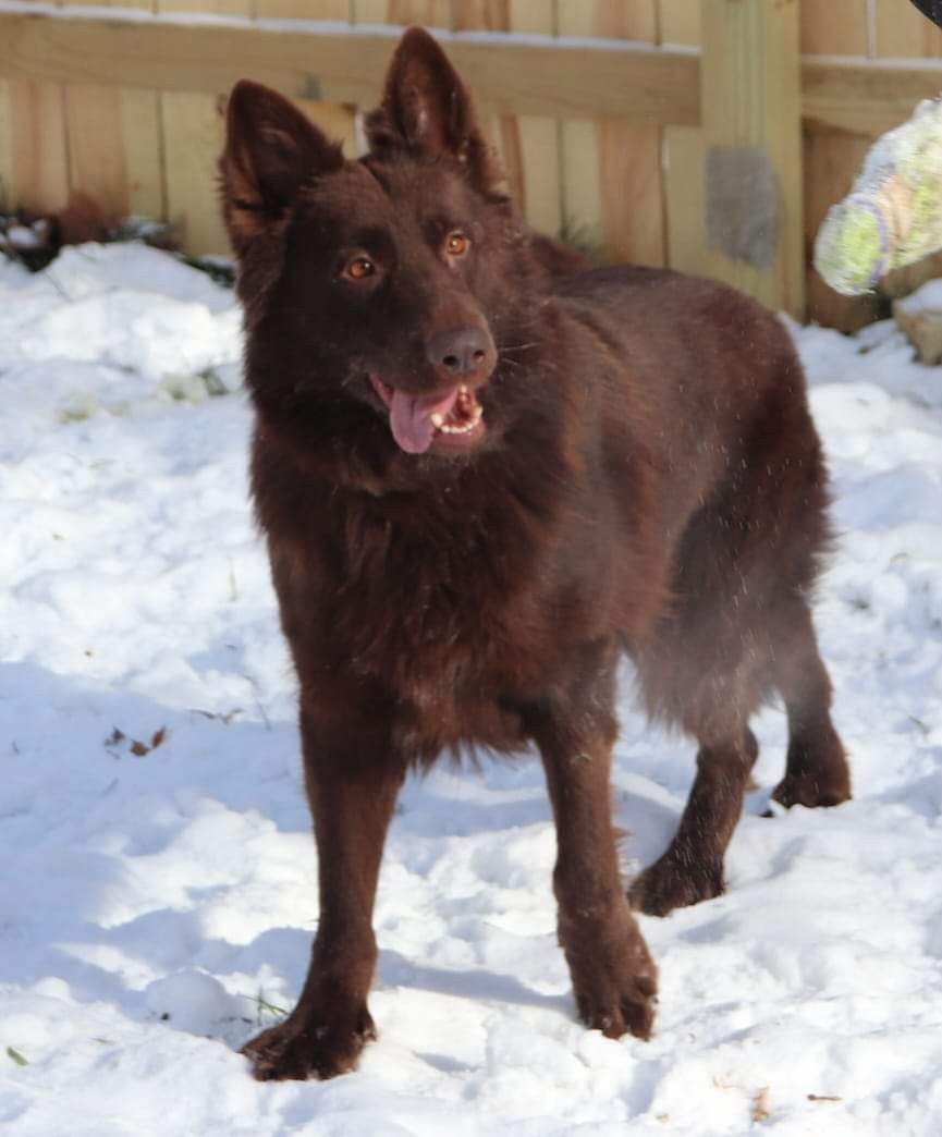 Samara Vom Sonnenmittag Pedigree