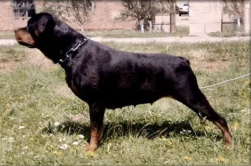 Bishop Von Riesig Pedigree