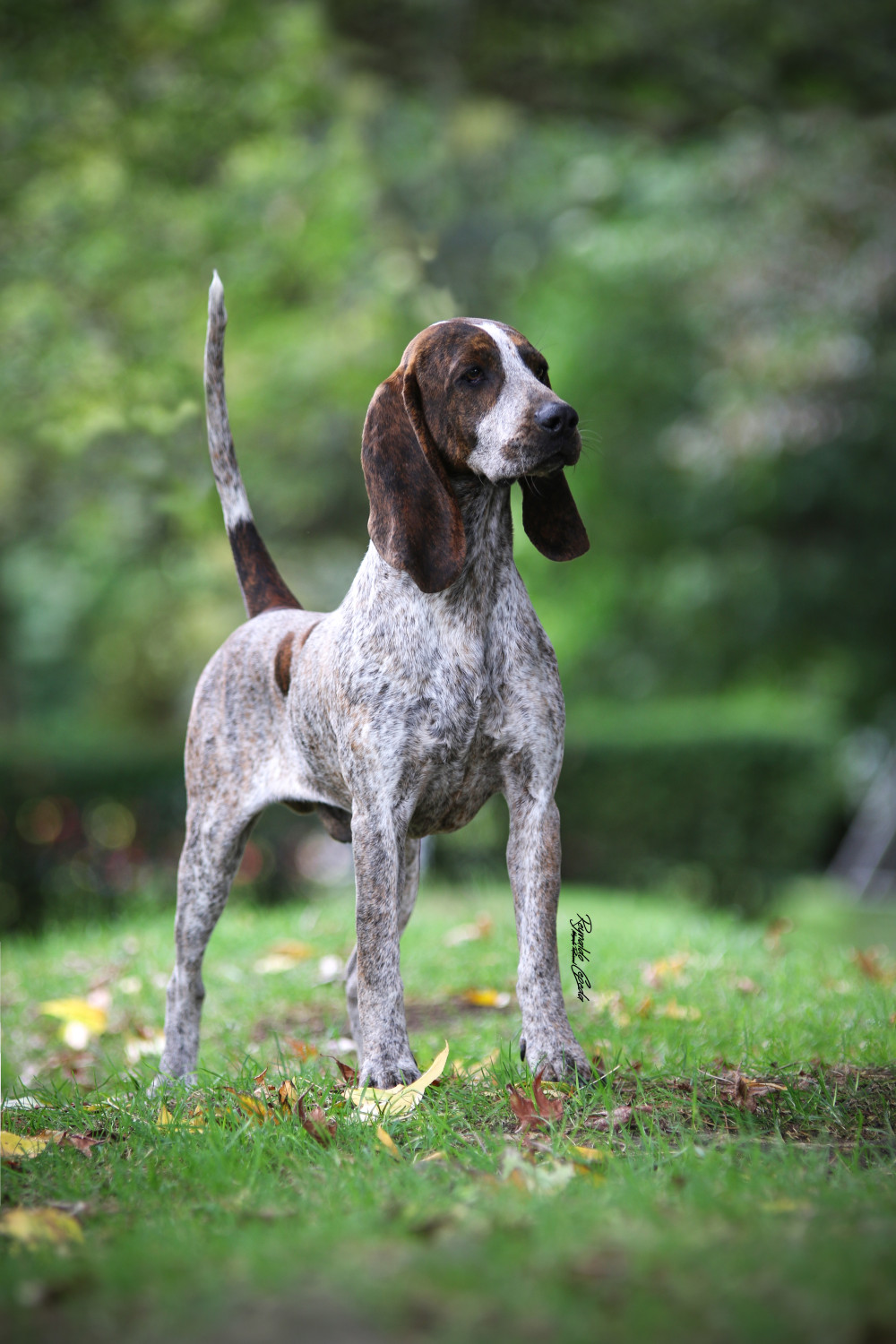 Tinto Del Rastro Criollo Pedigree