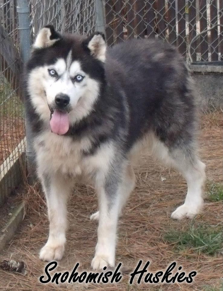 The Husky Ranch's Sebastian Pedigree
