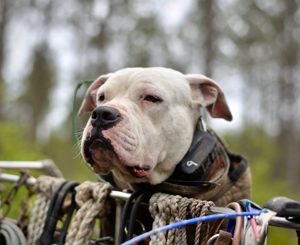 Miller’s Tuff of Six Sigma Pedigree