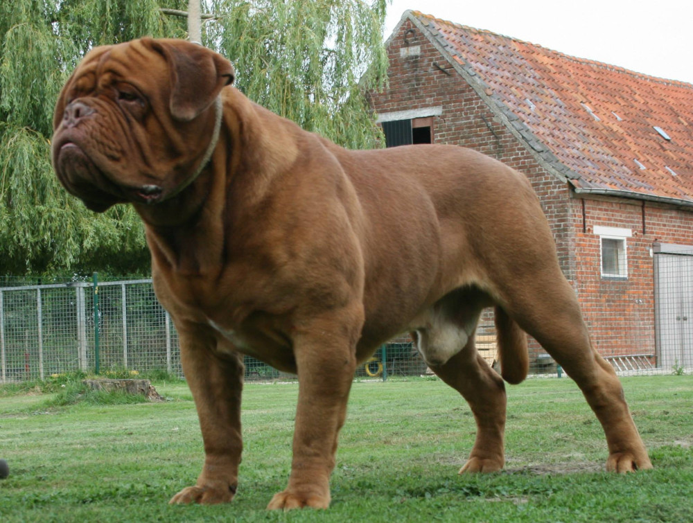 Rusty-Red Monster Zeusz Pedigree