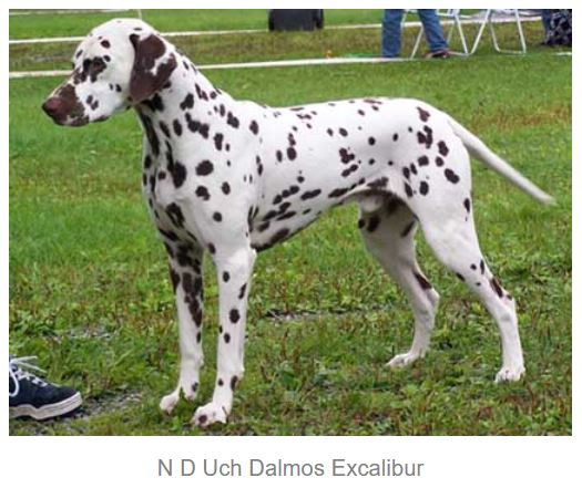 Offspring of Dalmo's Aragon the First