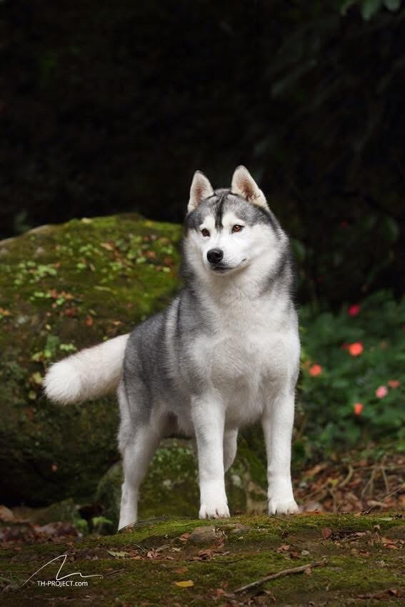 Nanook's Shakin' The Nation Ancestor Photos