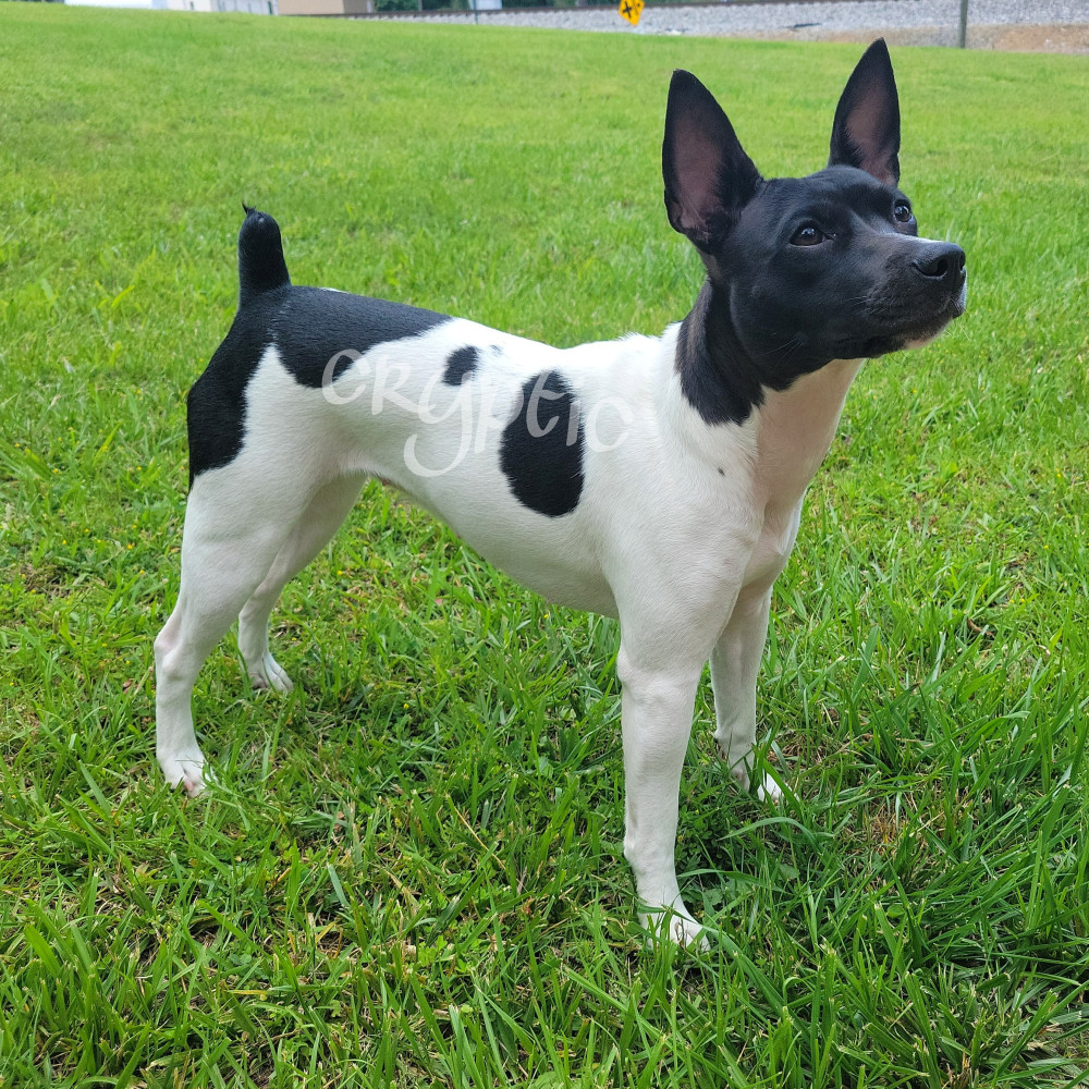 Live Wire Chance Upon a Star Pedigree