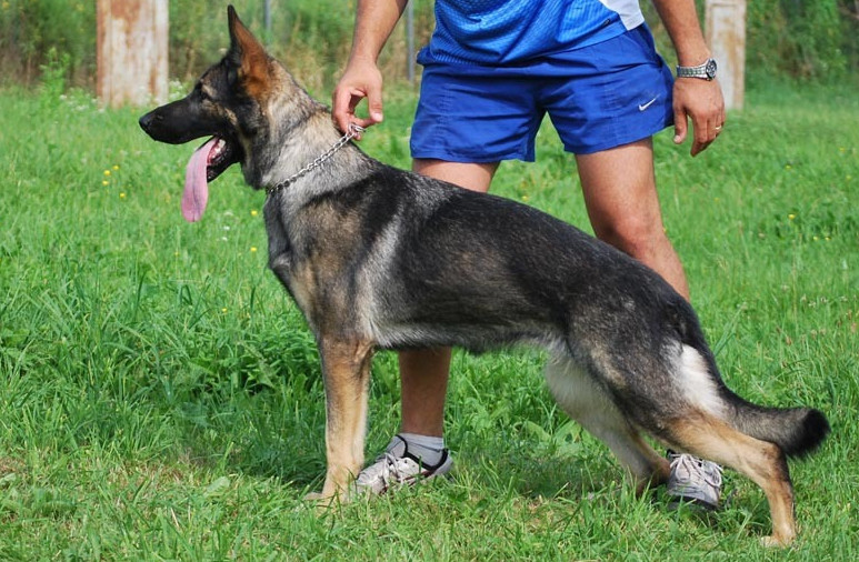 Giant German Shepherd's Summer Twilight Pedigree