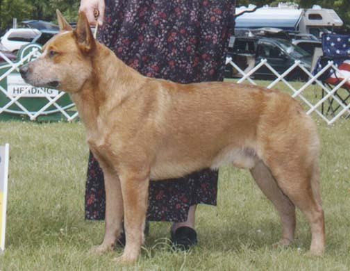 Katwala's Red Streak of Fire Pedigree