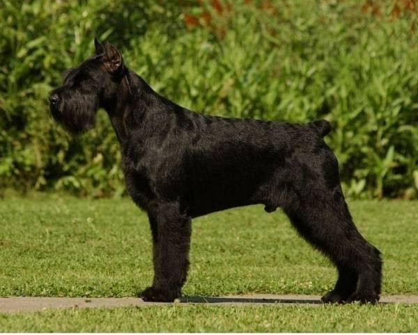 Ingebar's Hey There Delilah Pedigree