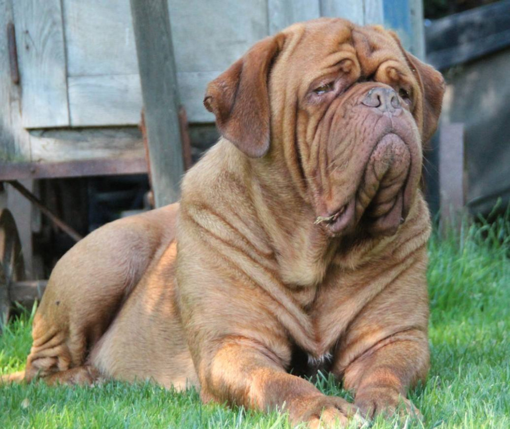 Astral Des Sources Precieuses Pedigree