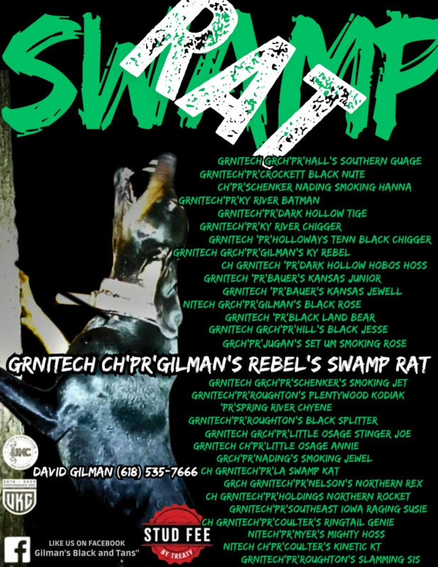 Gilman's Rebel's Swamp Rat Pedigree