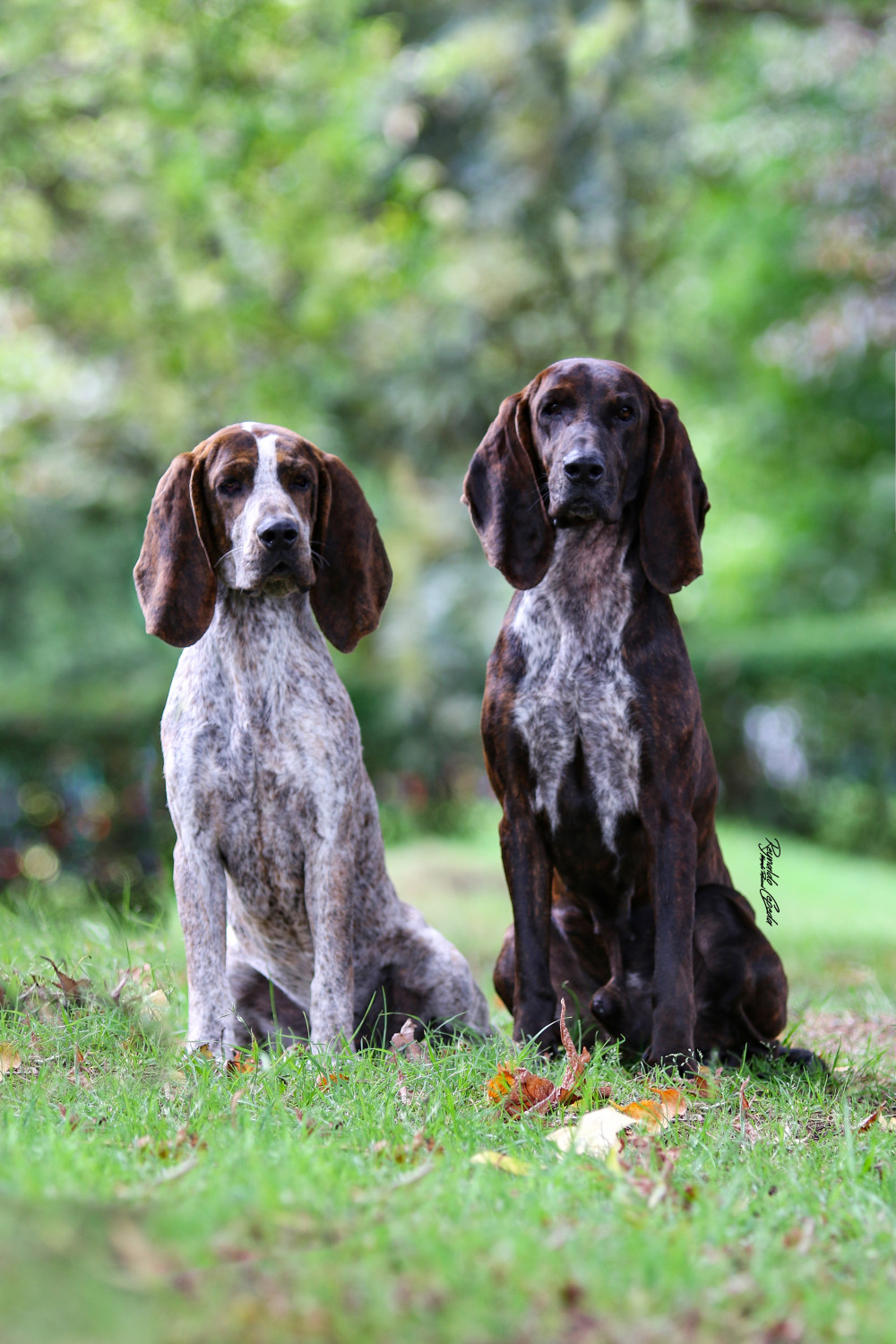 Mancha del Rastro Criollo Pedigree