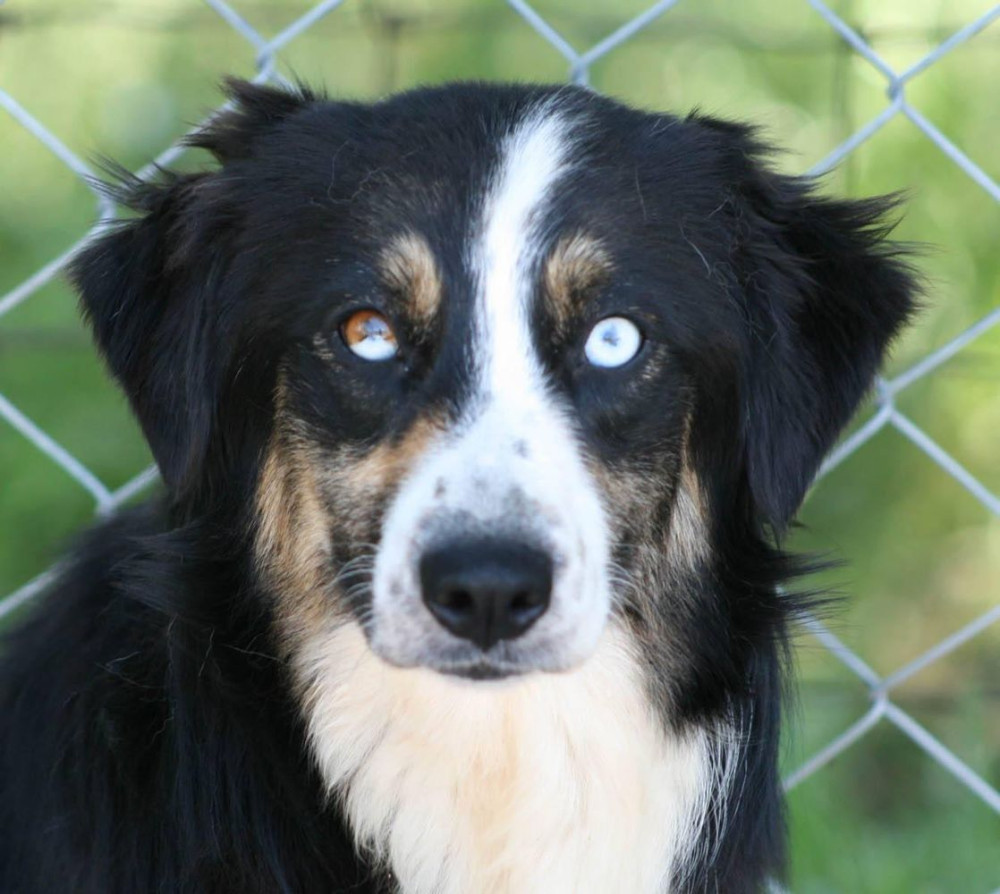 TIMBERLINE'S ASKA WHO Pedigree