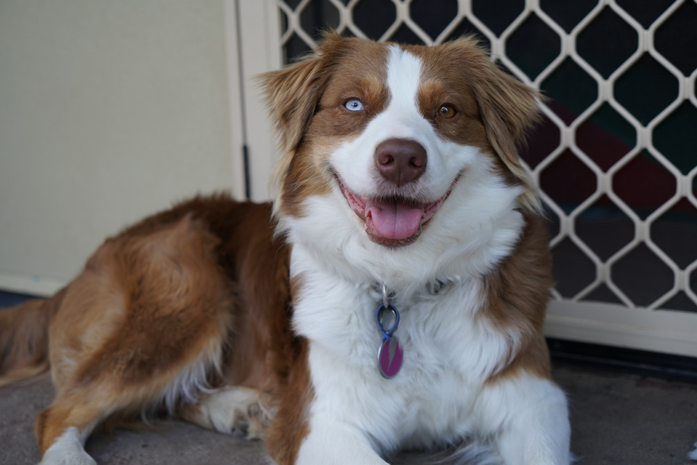 Lanbart Cherish The Game Pedigree