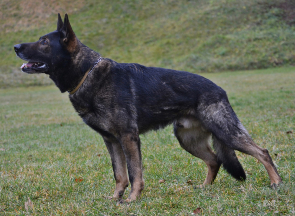 Ares Spod Čerenca Pedigree