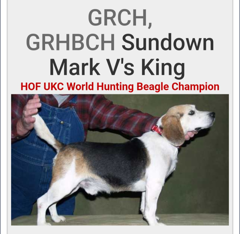 GUS SUNDOWN MISS ELLIE Pedigree