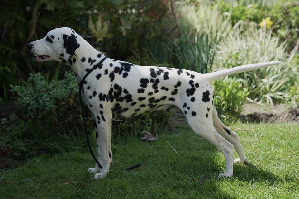 Dalstorm Black Diamond of Tyrodal Pedigree