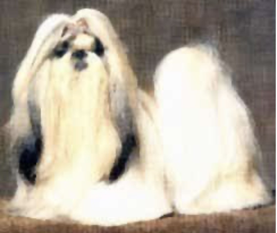 SarJan's Star's Fyr Deoghe SRJN Pedigree