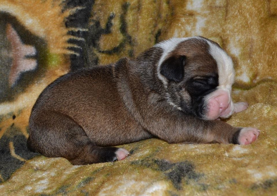 Beastly Bull`s Ant-Man Pedigree