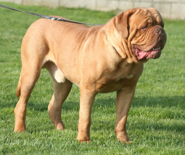 Thunder Dei Mastini Del Goya Pedigree