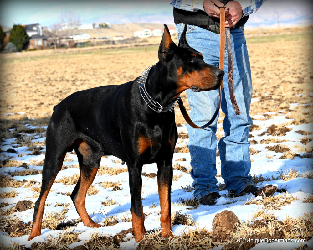 Baron Diamond Stamm Pedigree