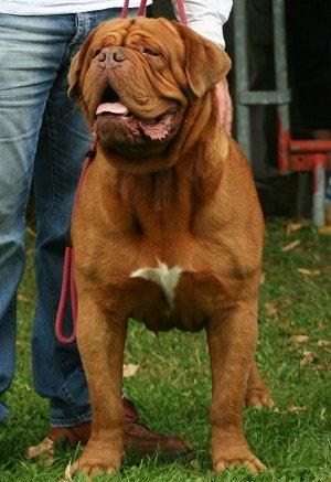 Emberez Endeavor Pedigree