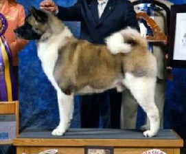 Midnite Life Is Sweet Pedigree