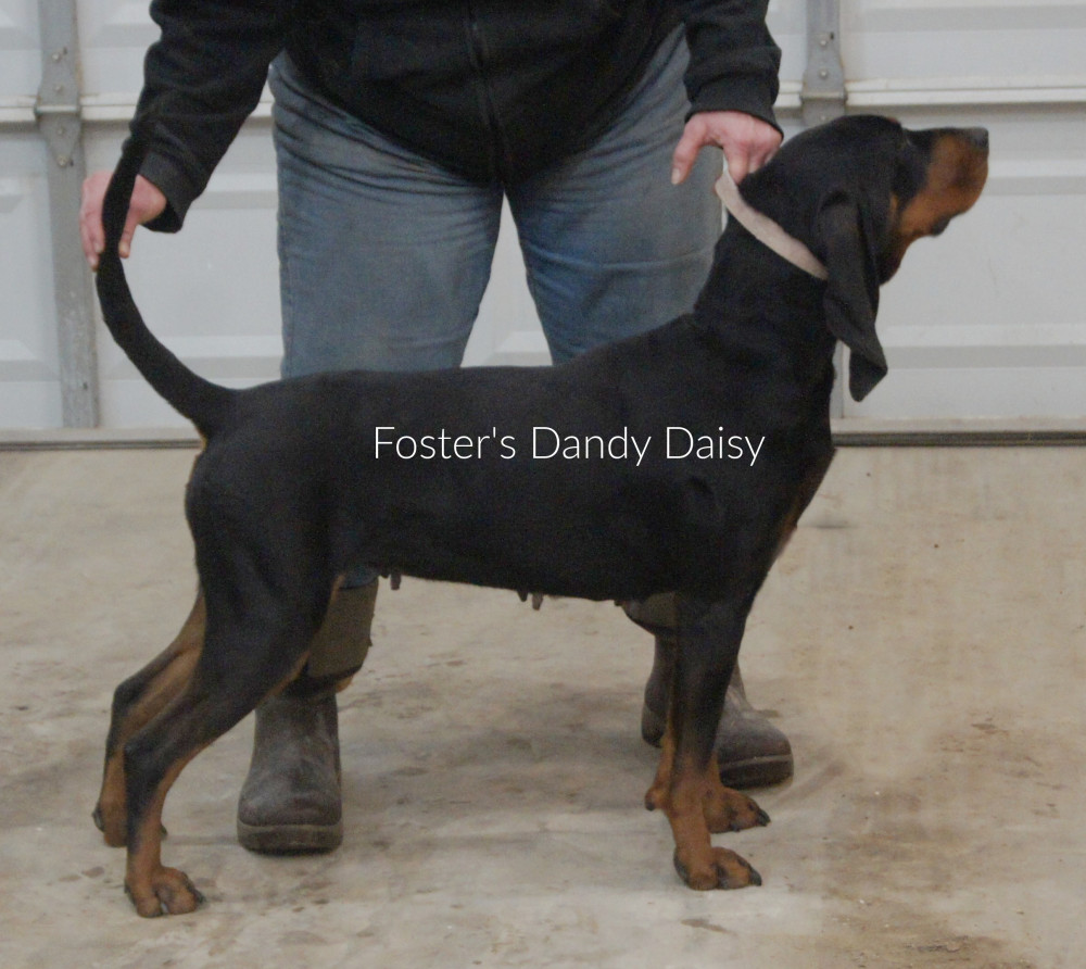 rbr daisys capricious cleopatra Pedigree