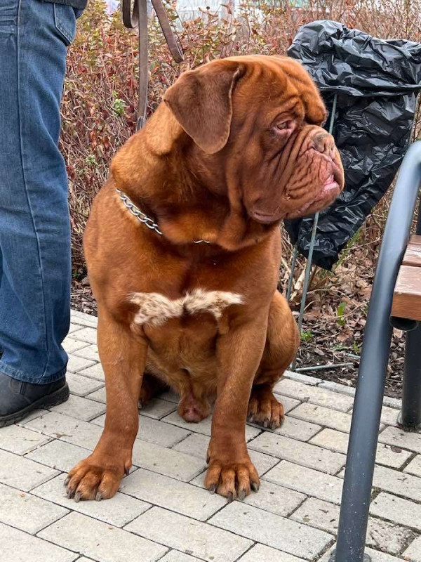 Rusty-Red Monster Zeusz Pedigree