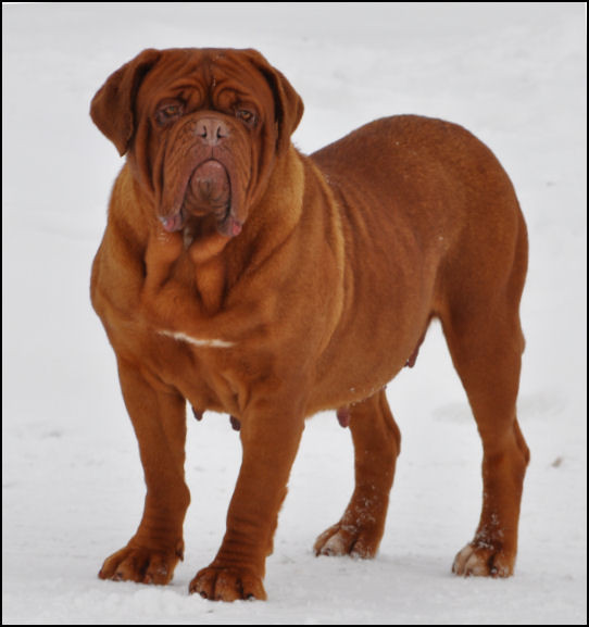 Shery Du Chant Des Bruants Pedigree