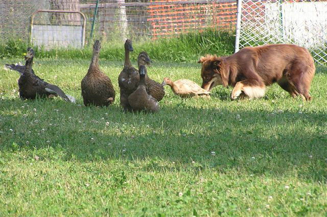 CLOVER HILLS BLACK WILLOW Pedigree