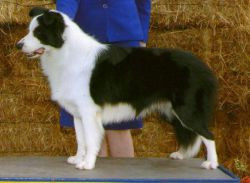 IRON SKYE'S GOTTA BELIEVE IN STARS Pedigree