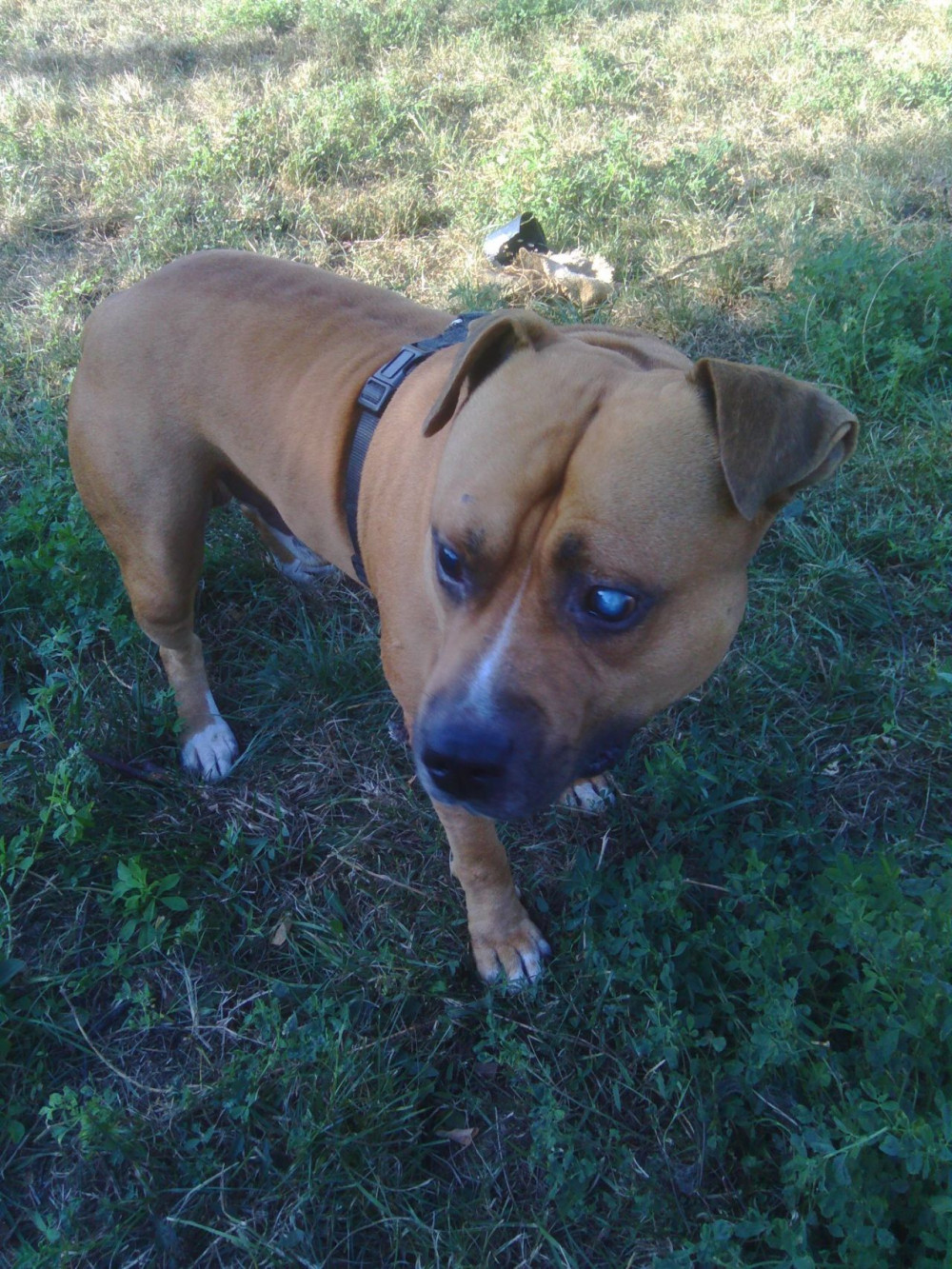 SNOOTY BOY PABLO Pedigree