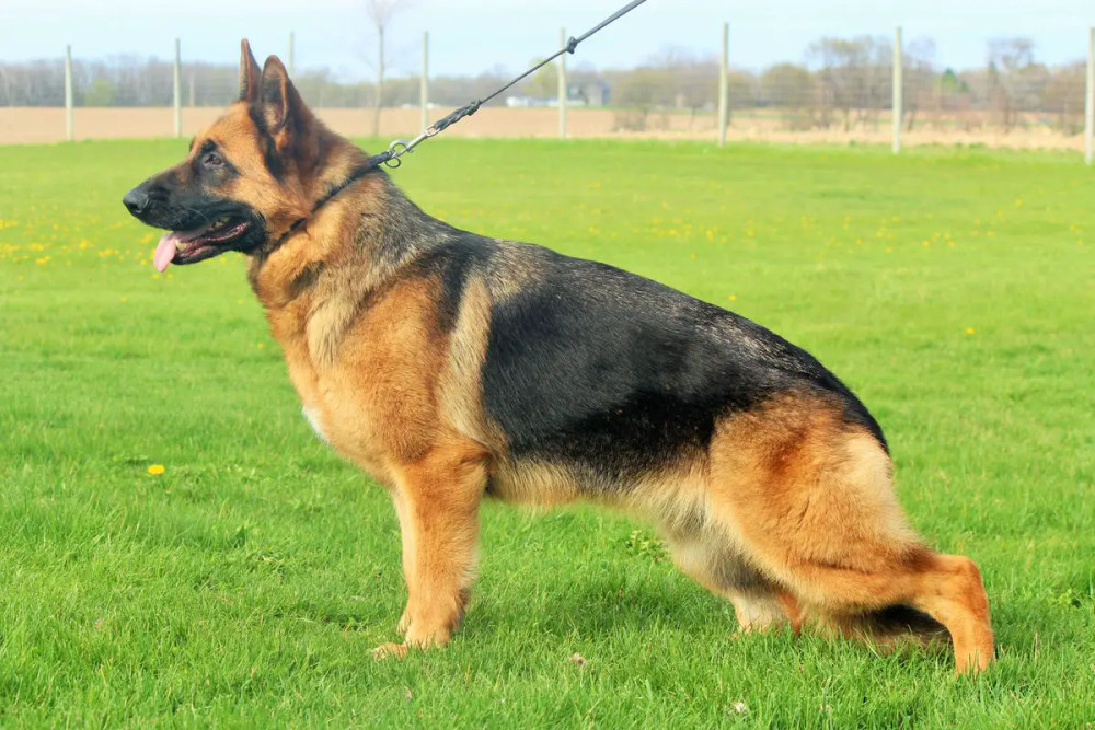 Kenlyn Marquis' Queen Of Hearts Pedigree
