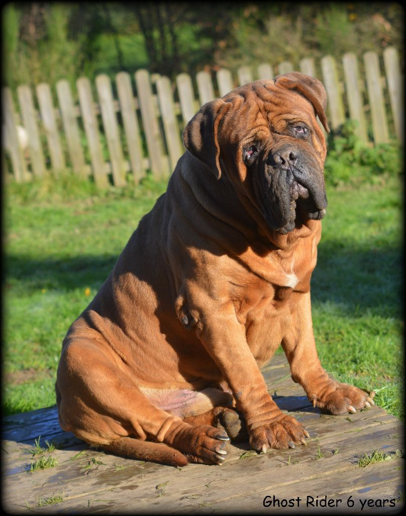 Mazikeen Pedigree