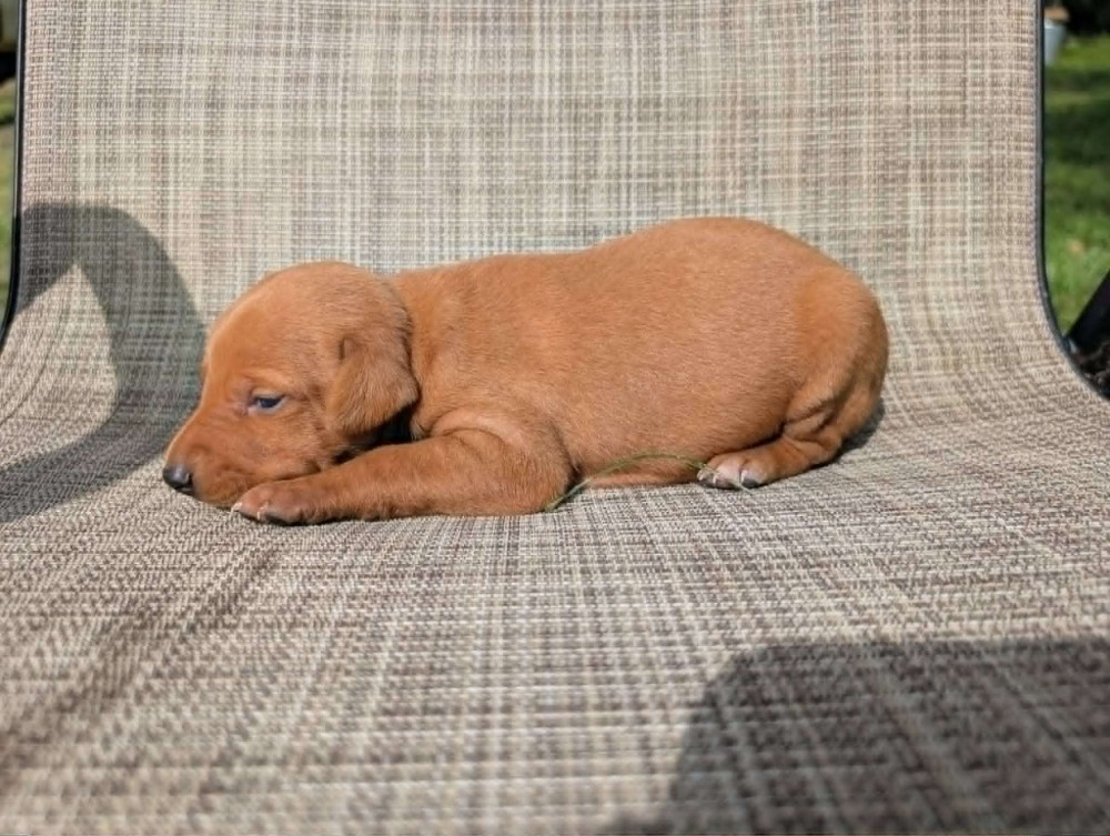 NWR's Clear red Pedigree