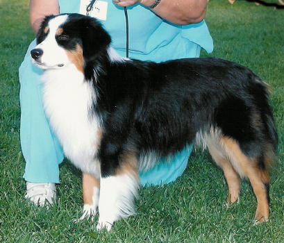 Southerncharm's Shock To The Heart Pedigree