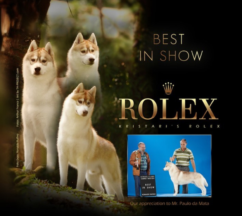 C.M. Benihime Pedigree