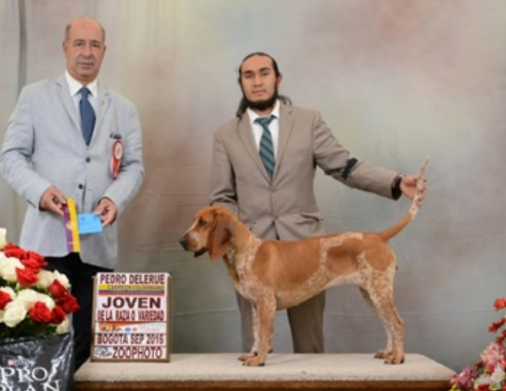 Arazá de Pichón Salvaje Pedigree