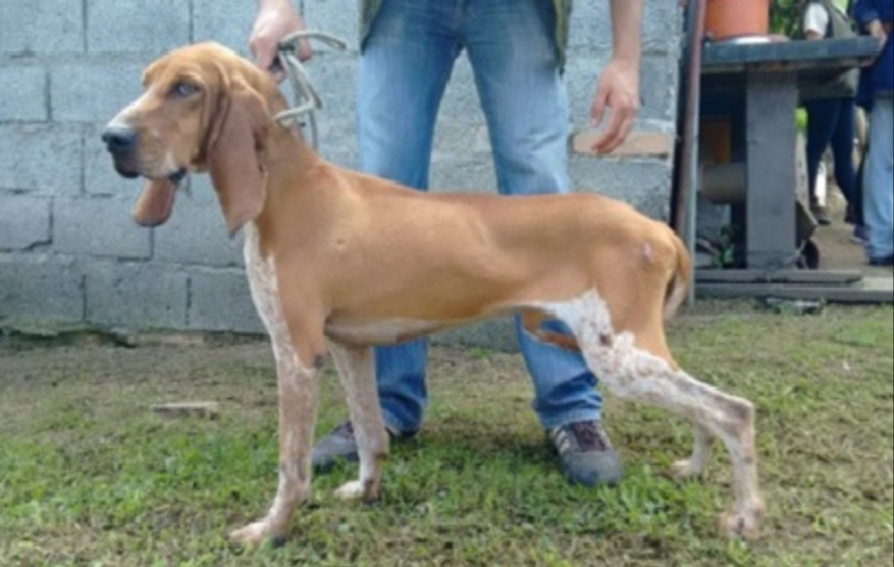 Arazá de Pichón Salvaje Pedigree