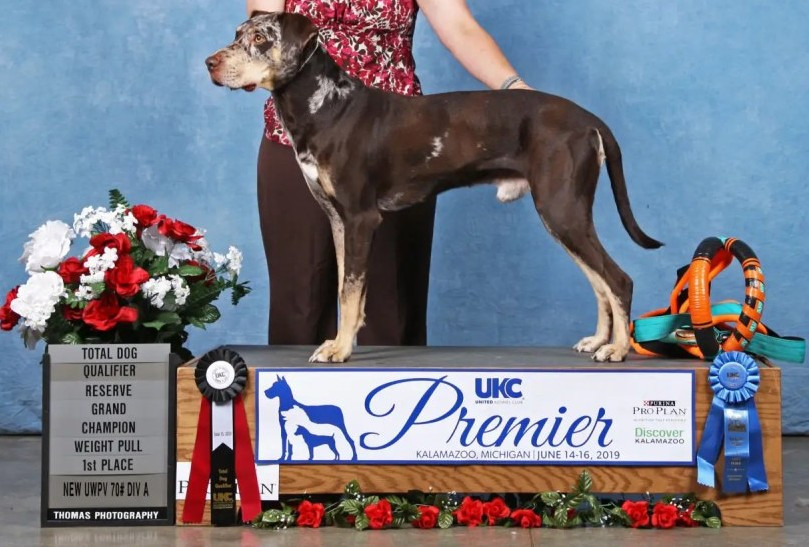 Sisu's Trekker Pedigree