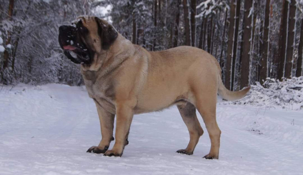 Highland Ridge Gimme A Throw to Sylvan Pedigree