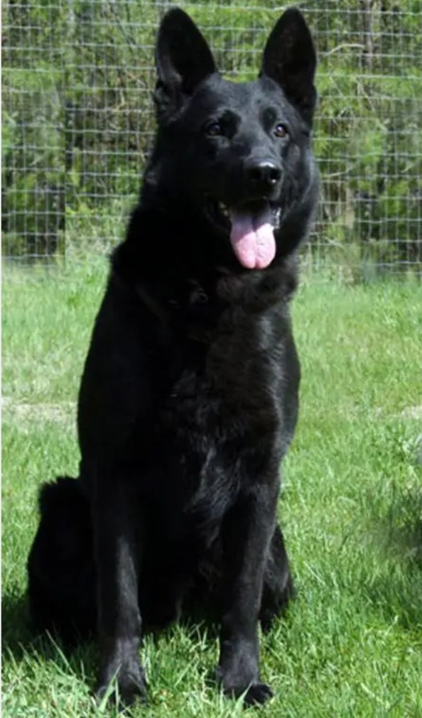 Gentry's Vexana of Mobile Legends Pedigree