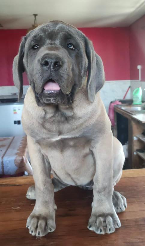 Lady Blue Southoftheworld Pedigree