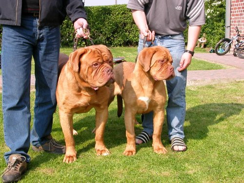 Emberez Endeavor Pedigree