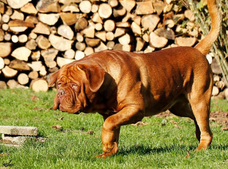 Agramer Bordog X-Factor Pedigree