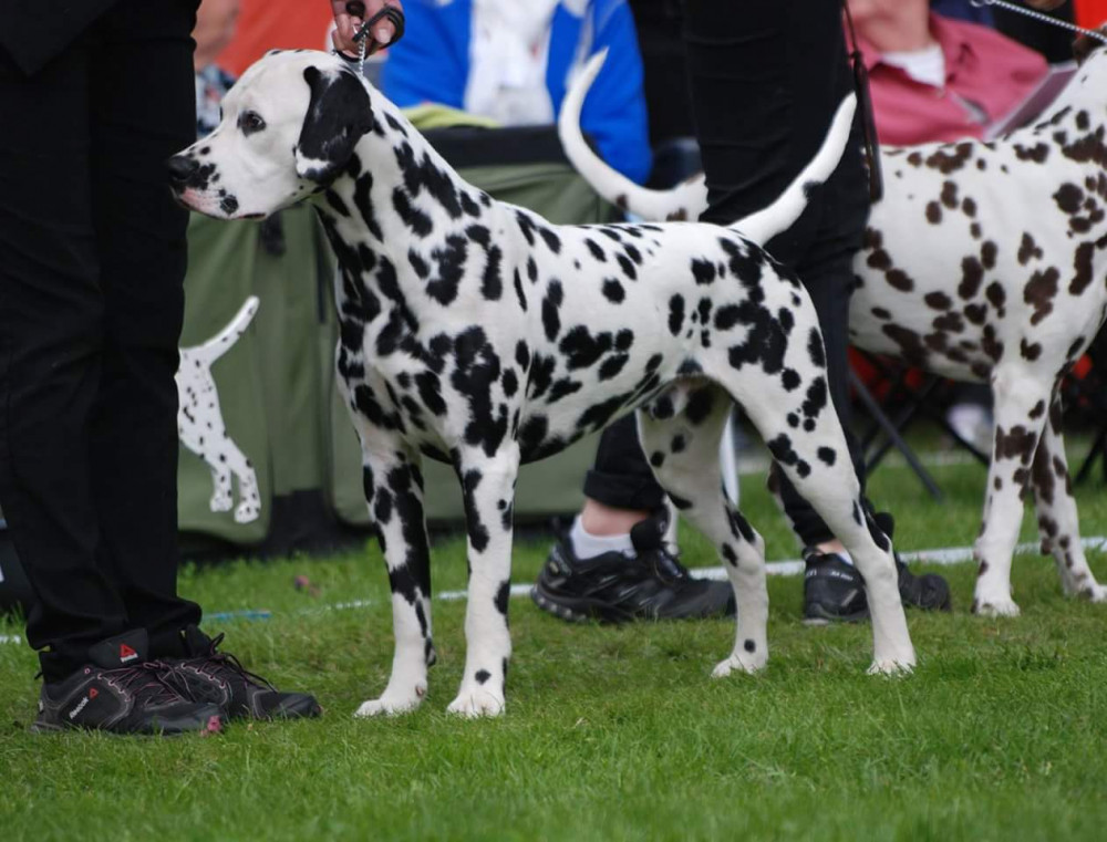 Happy Dalmatian's A Kind of Magic Pedigree
