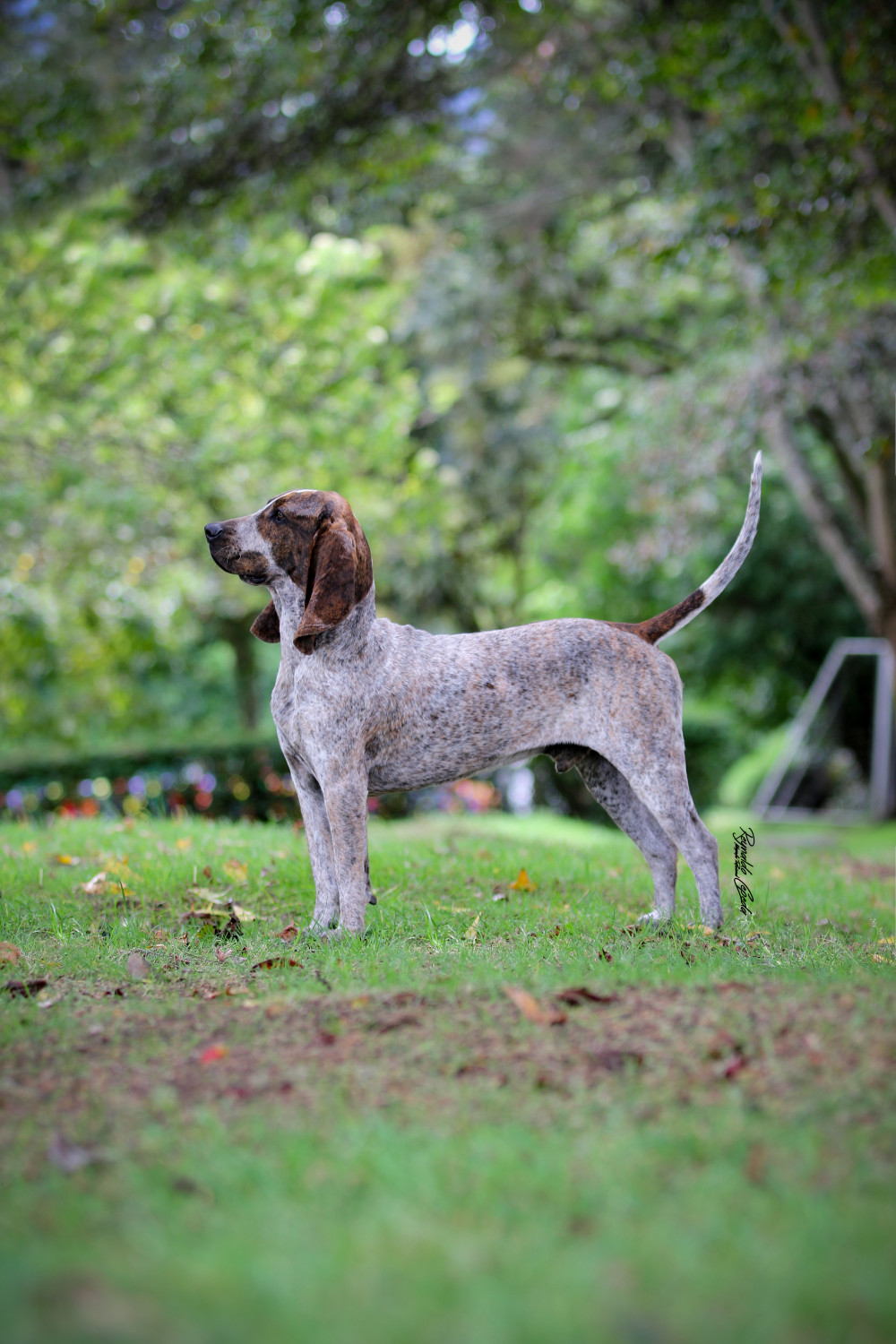 Tinto Del Rastro Criollo Pedigree